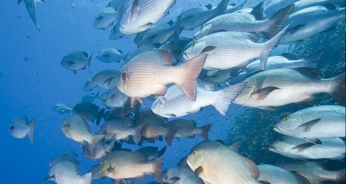 The Efficient & Reliable Batch Cooker Machine Making Fish Meal ...